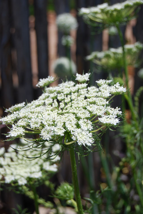 flowering carrots « giantveggiegardener