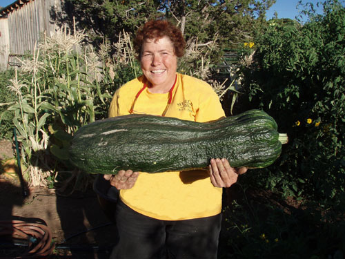 giant zucchini « giantveggiegardener