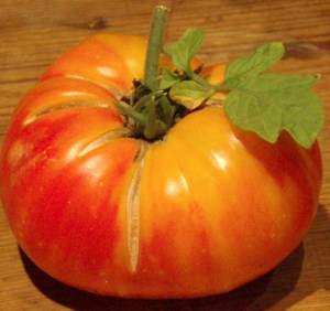 Growing Virginia Sweet Tomatoes « giantveggiegardener