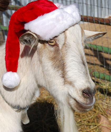 Xmas day with the goats! « giantveggiegardener