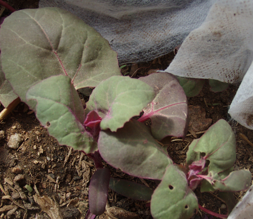 Red Orach-More info and pictures « giantveggiegardener