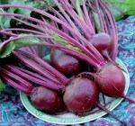Growing Beets « giantveggiegardener
