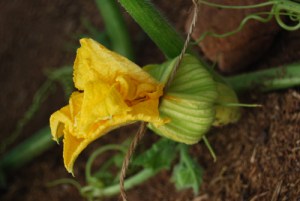 How to pollinate a giant pumpkin « giantveggiegardener