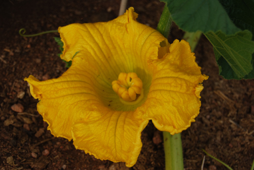 How to pollinate a giant pumpkin « giantveggiegardener