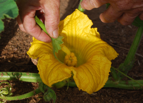 pollinating giant pumpkins « giantveggiegardener
