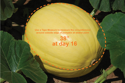 July « 2011 « giantveggiegardener