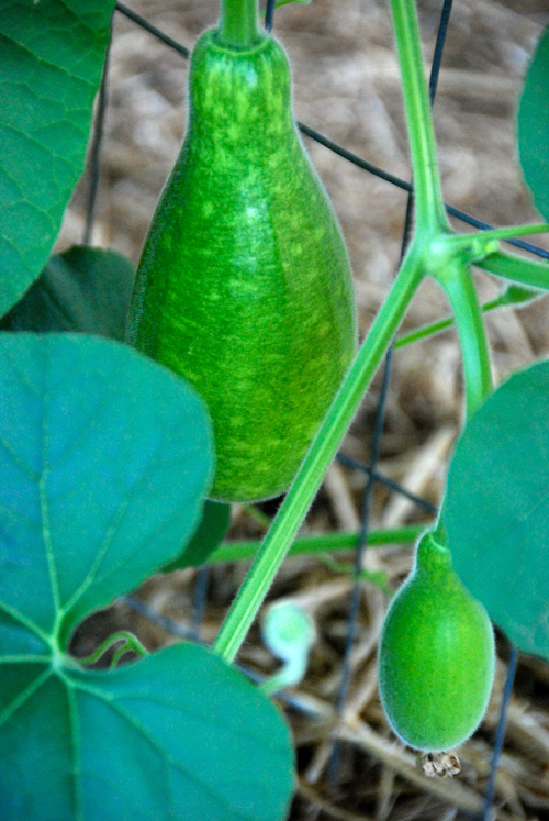 Giant Pear Gourd « giantveggiegardener