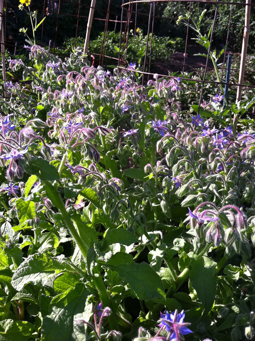 Seedlings Garden Borage 1kg Borage Seeds Garden Flower Seeds HERB