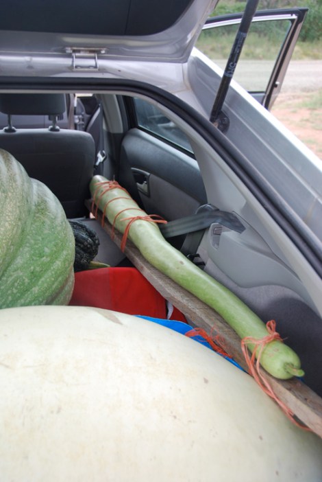 New Mexico State Fair entries « giantveggiegardener