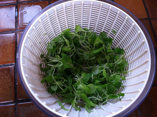Thinning and preparing mesclun/greens-keeping your homegrown greens ...