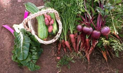 Costata Romanesco « giantveggiegardener