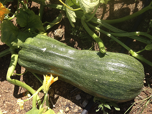57giant marrow « giantveggiegardener