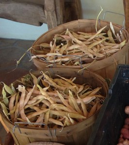 pole beans « giantveggiegardener