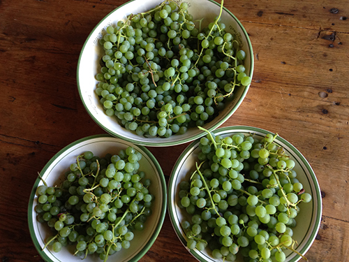 Himrod grapes productive this year « giantveggiegardener