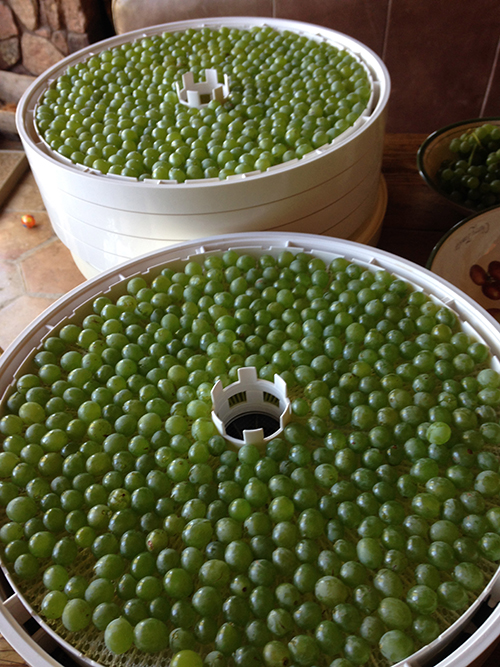 Himrod grapes productive this year « giantveggiegardener