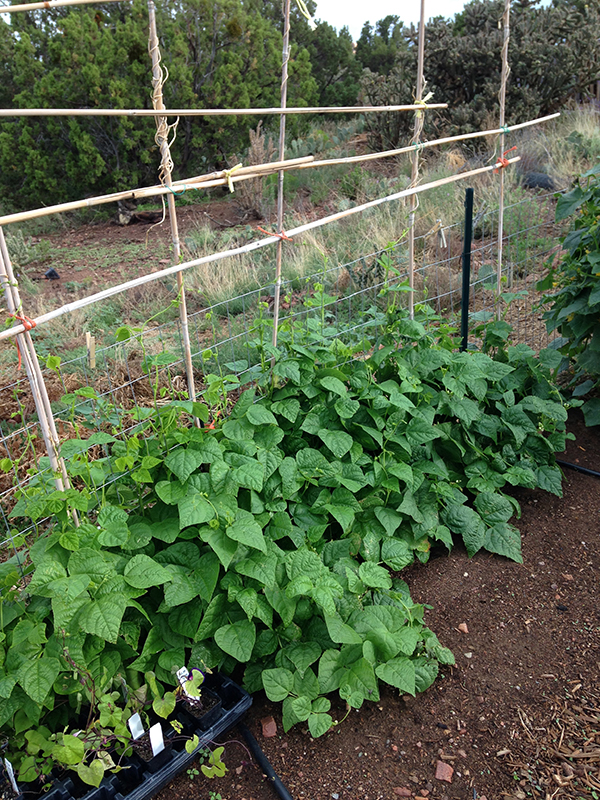 tarbais beans « giantveggiegardener