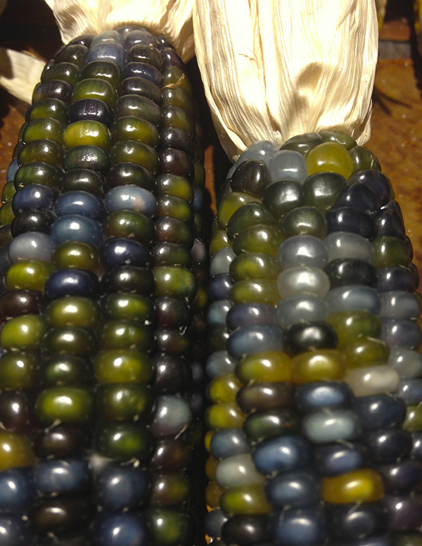 Glass Gem corn colors « giantveggiegardener