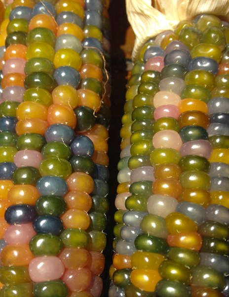 Glass Gem corn colors « giantveggiegardener