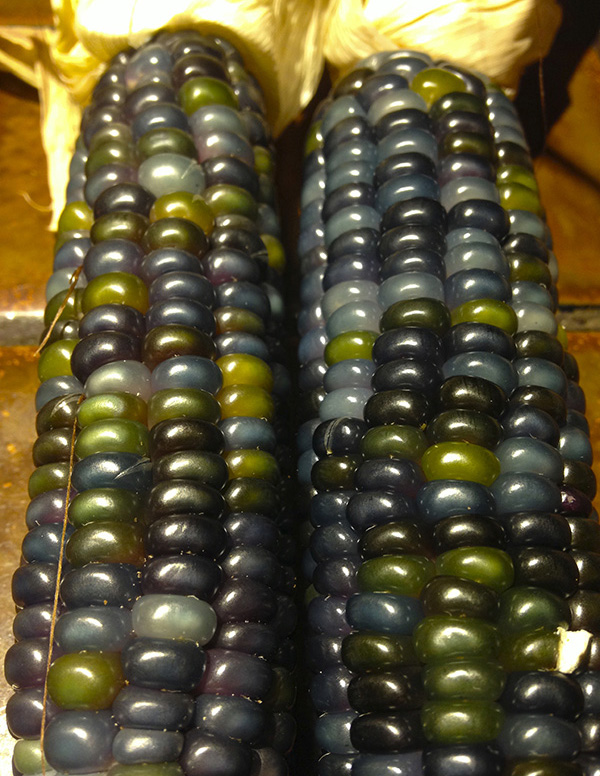 Glass Gem corn colors « giantveggiegardener