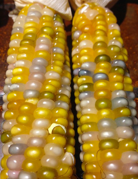 Glass Gem corn colors « giantveggiegardener