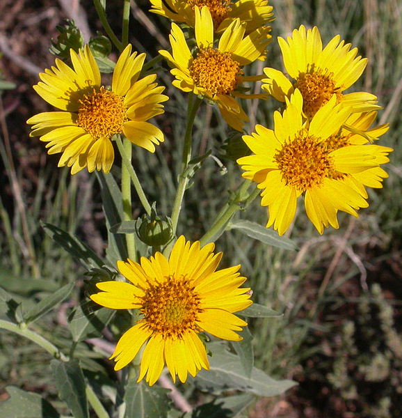 Is it a weed? « giantveggiegardener