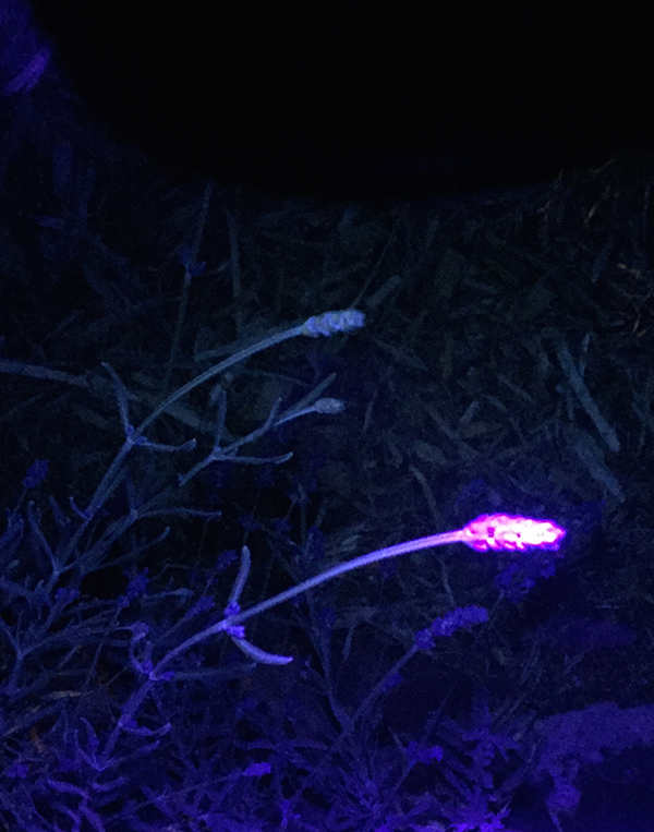 UV light – bees – and gardening « giantveggiegardener