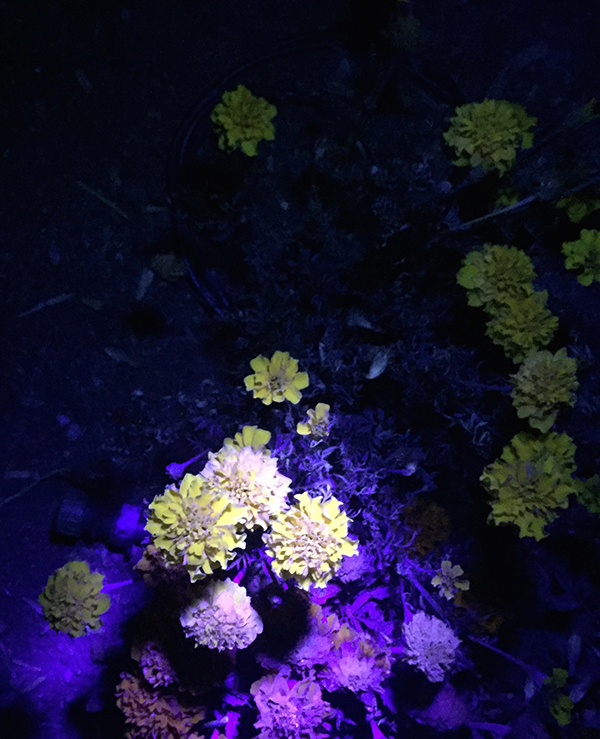 UV light – bees – and gardening « giantveggiegardener