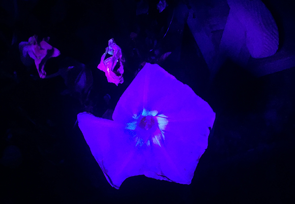 UV light – bees – and gardening « giantveggiegardener