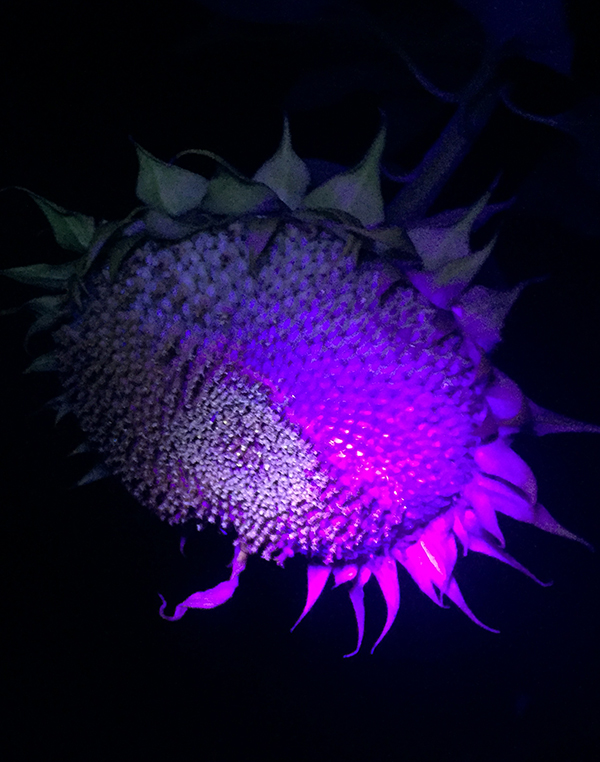 UV light – bees – and gardening « giantveggiegardener