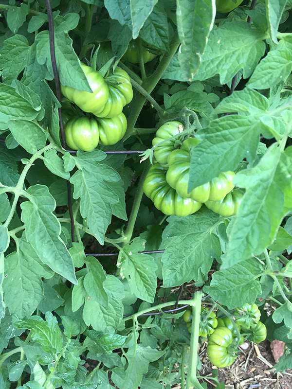 What’s with all these green tomatoes? « giantveggiegardener