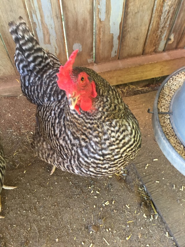 Esmeralda-the crowing hen « giantveggiegardener
