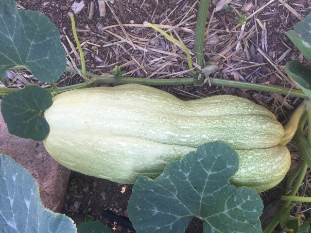 New varieties in veggie garden « giantveggiegardener
