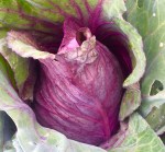 New varieties in veggie garden « giantveggiegardener