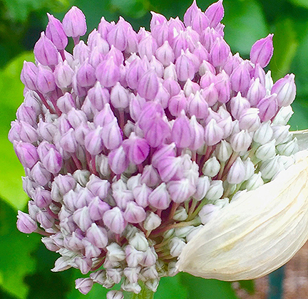 closeup of leek flower « giantveggiegardener