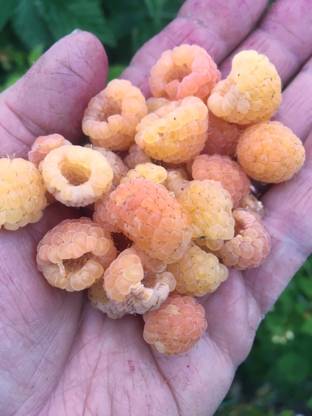 salmonberries « giantveggiegardener