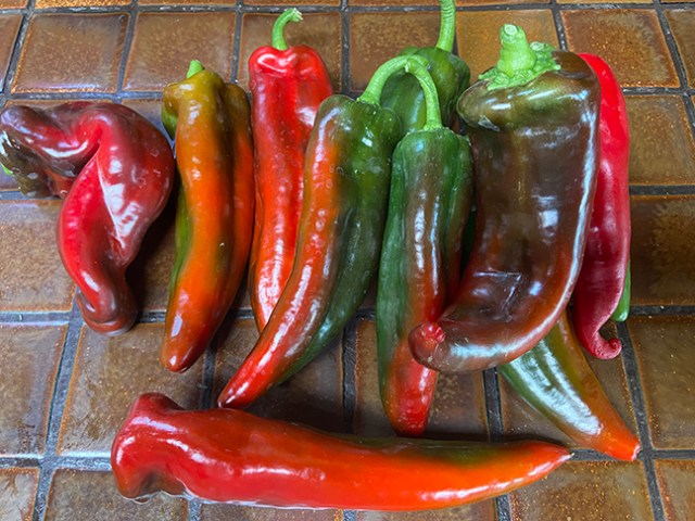 New pepper this year-Lava Red pepper « giantveggiegardener