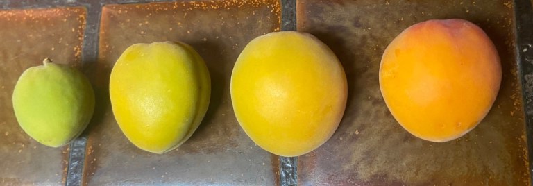 How to tell when to pick apricots off your trees « giantveggiegardener