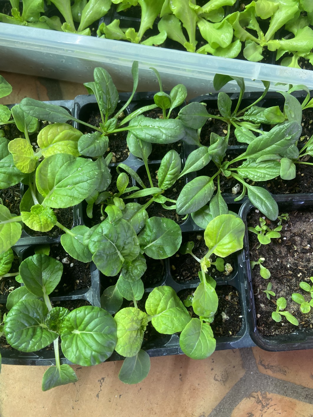 COLD FRAME gardening « giantveggiegardener