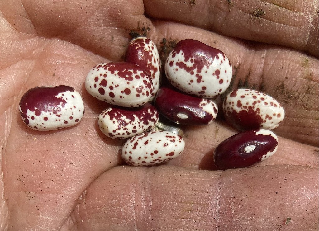 giantveggiegardener « —an artisan farmer's journey « Page 2