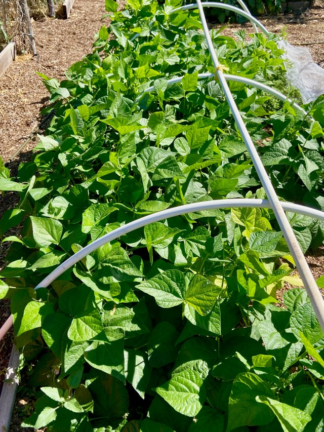 giantveggiegardener « —an artisan farmer's journey « Page 2