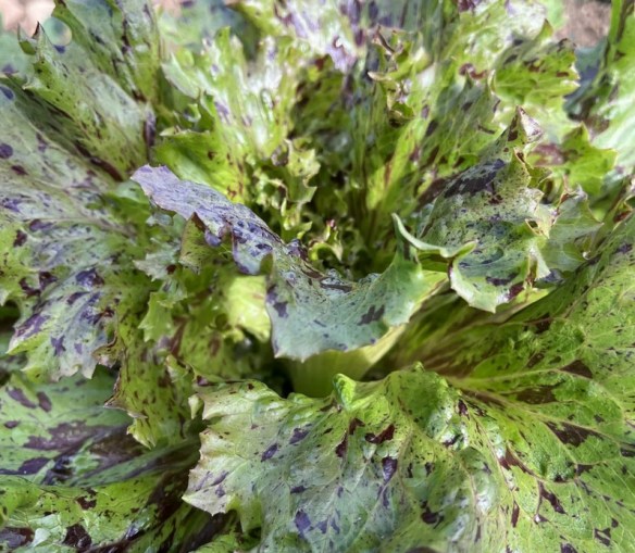 giantveggiegardener « —an artisan farmer's journey