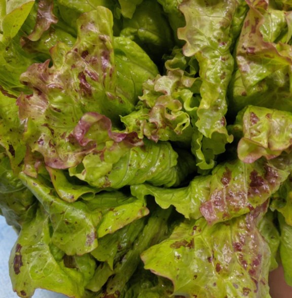 giantveggiegardener « —an artisan farmer's journey