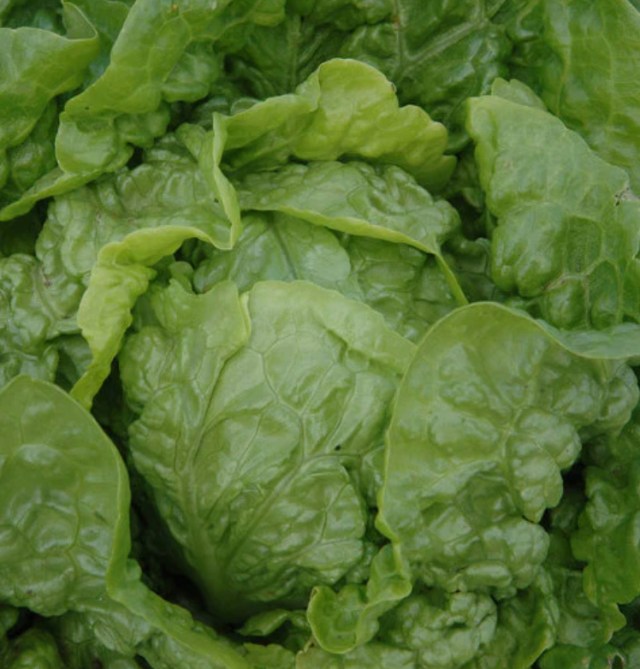 giantveggiegardener « —an artisan farmer's journey