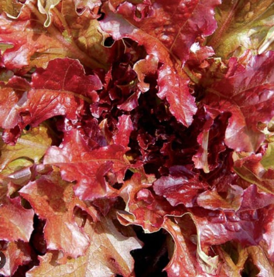 giantveggiegardener « —an artisan farmer's journey