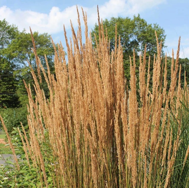 giantveggiegardener « —an artisan farmer's journey